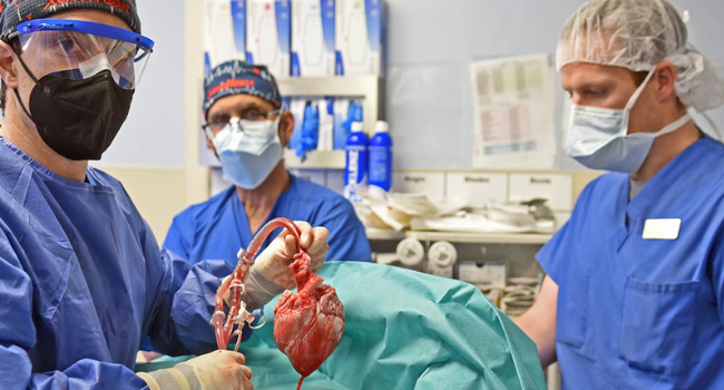 Study Sheds Light on Death of Pig-Heart Transplant Patient - News